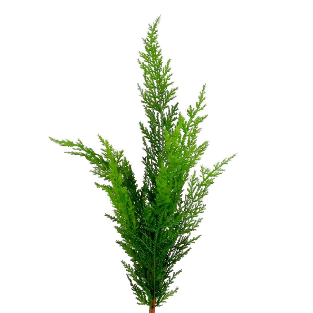 Real Touch Cedar Pine Stem 61cm | Christmas Foliage