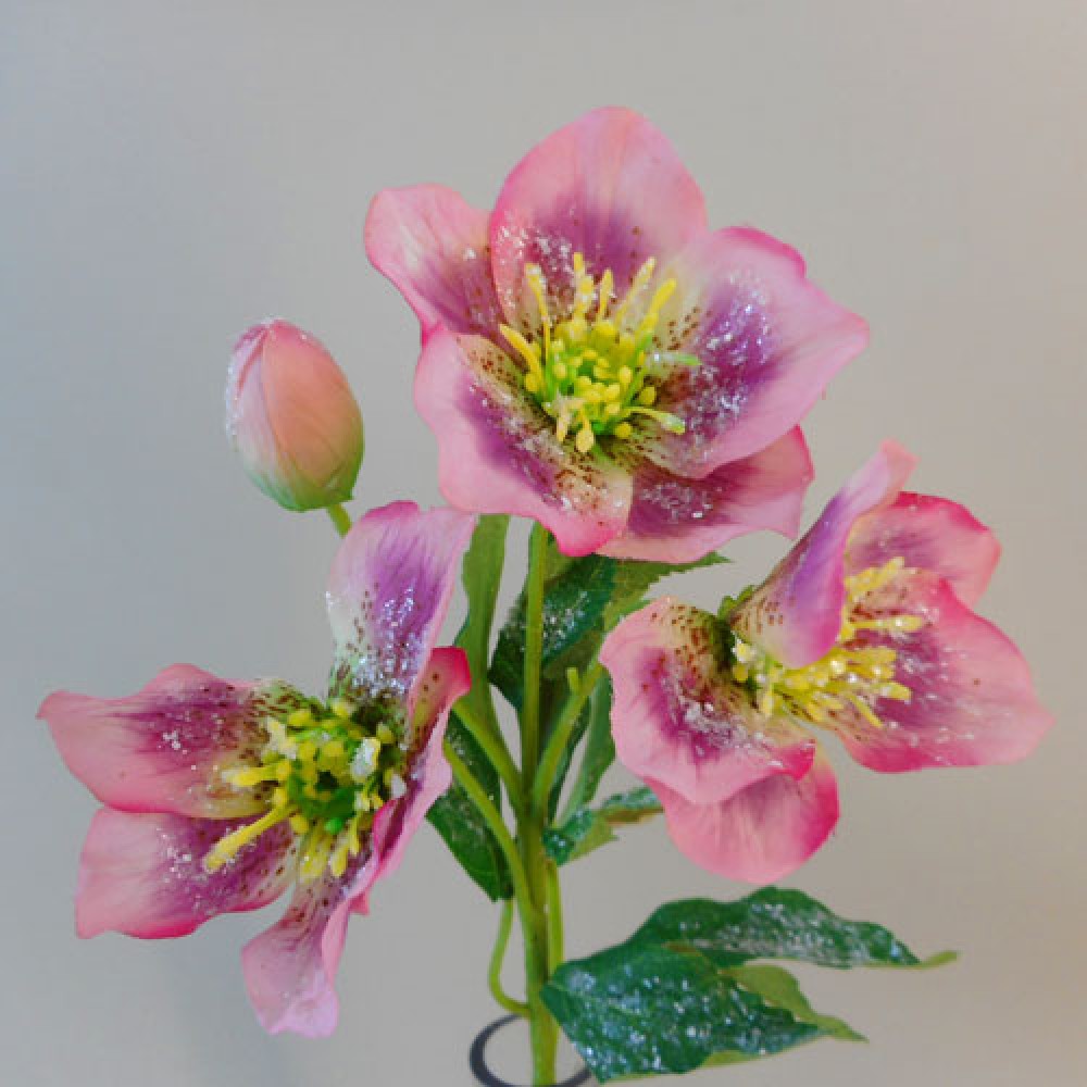 Frosted Hellebores Stem Mauve Pink | Christmas Flowers