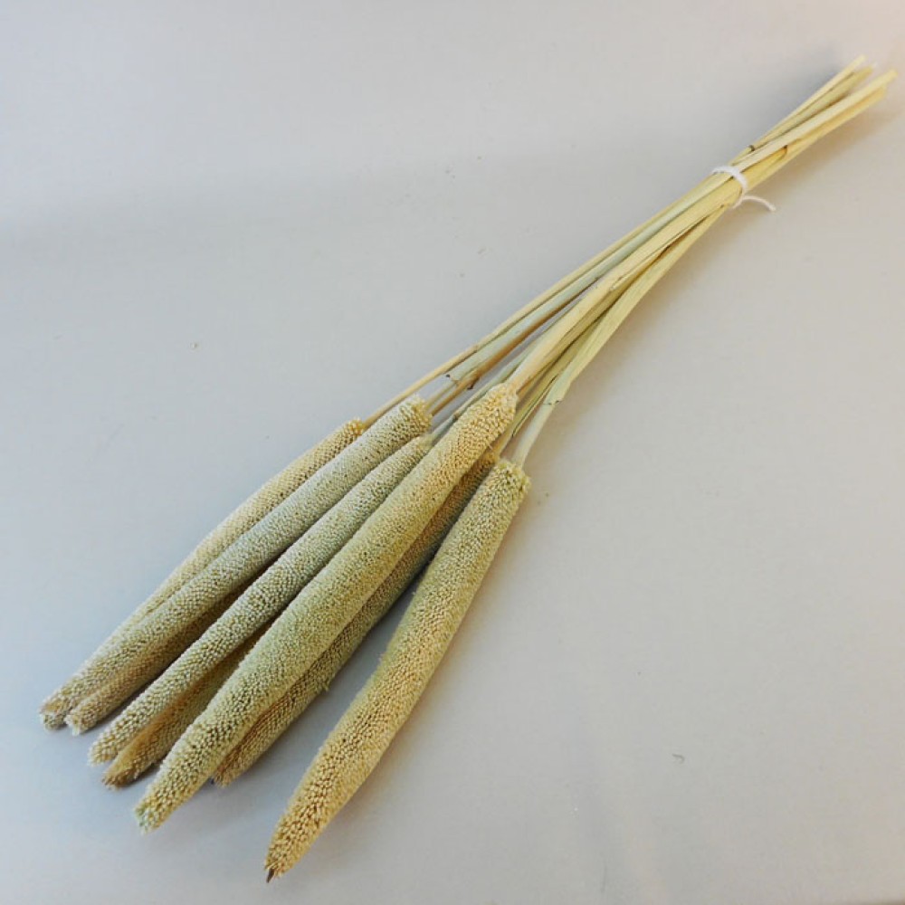 Dried Pearl Millet | Dried and Preserved Flowers and Foliage