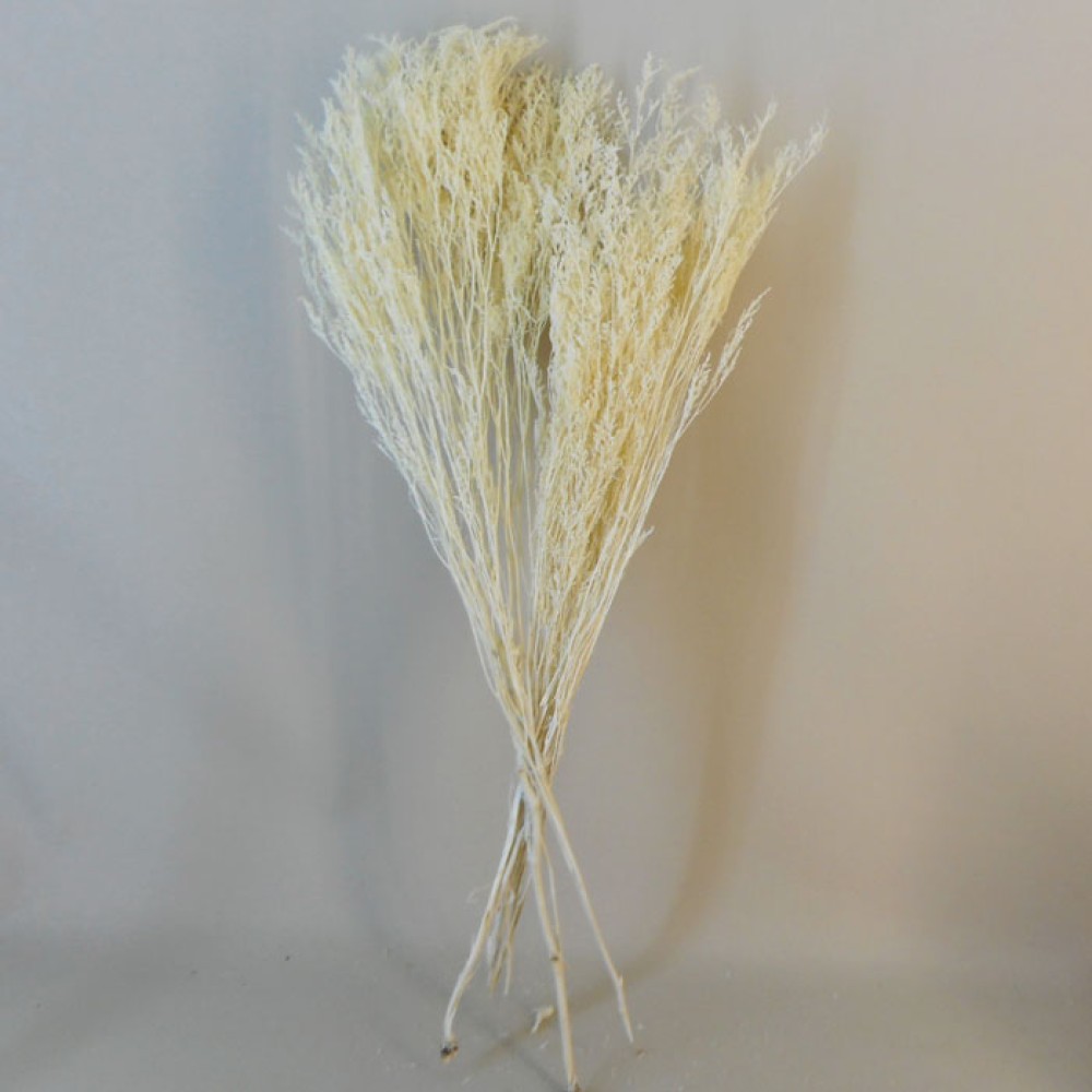 Dried Statice Dumosa Bleached 75cm | Dried and Preserved Flowers and ...
