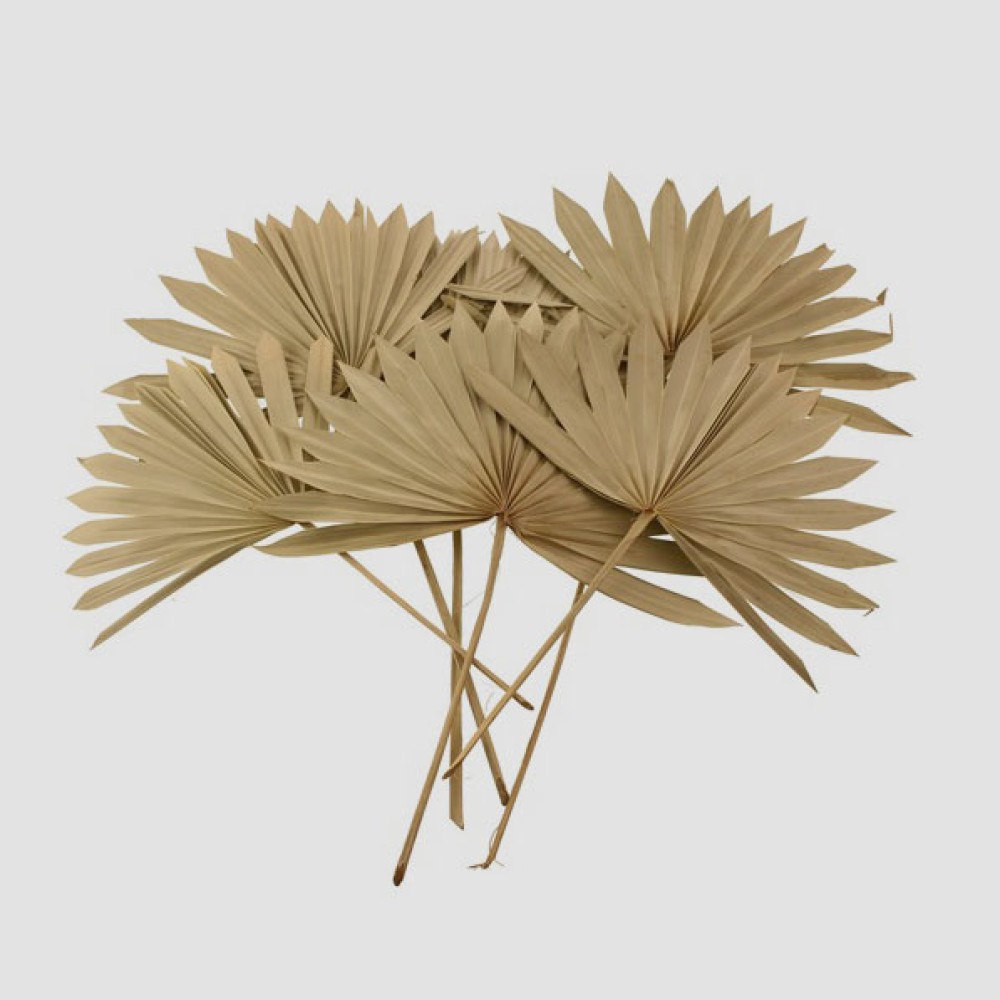 Dried Sun Palm Leaves - 6 Pack | Preserved Flowers and Foliage