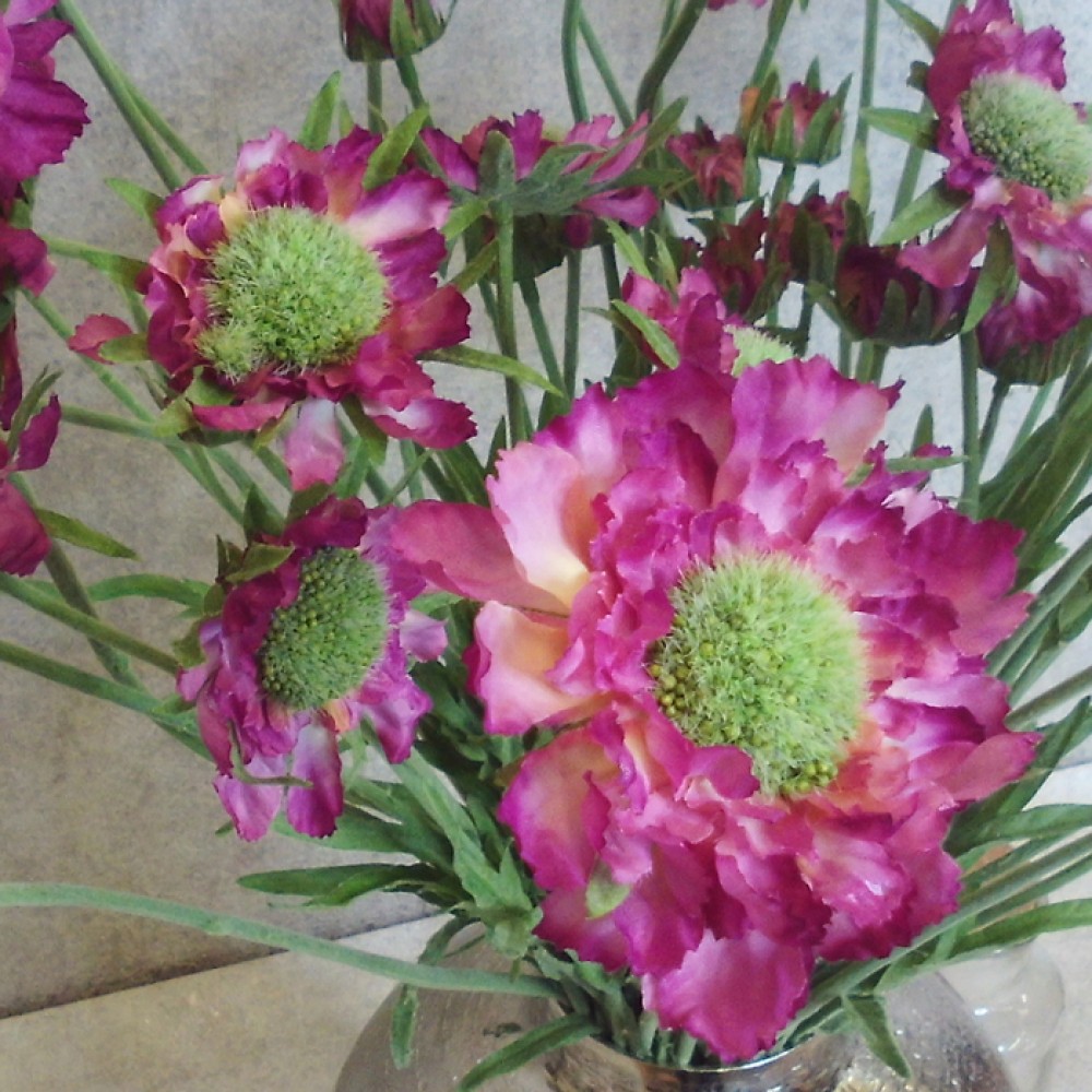 Silk Scabious Flowers Dark Pink 64cm | Artificial Flowers
