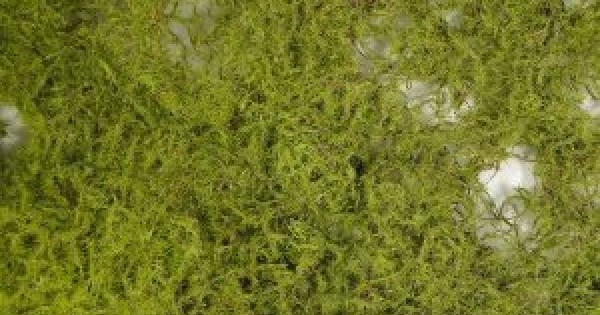 Moss Roll Green 15cm x 90cm | Florists Supplies