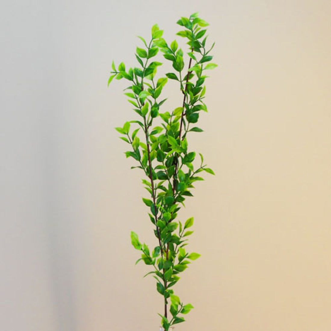 Artificial Leaves | Small Leaf Artificial Ruscus Branch Two Tone Dark Green