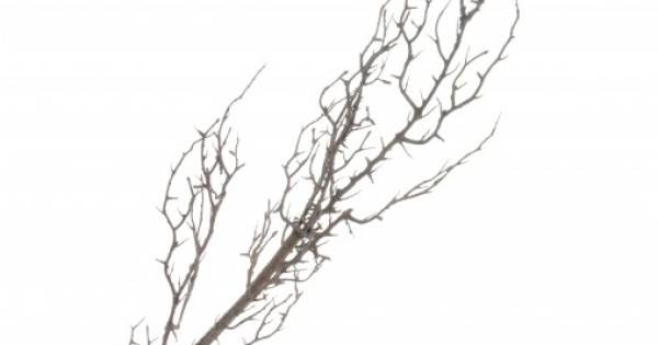 Artificial Tree Branch no Leaves 100cm | Sticks and Twigs