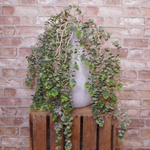 Trailing Plants and Leaves
