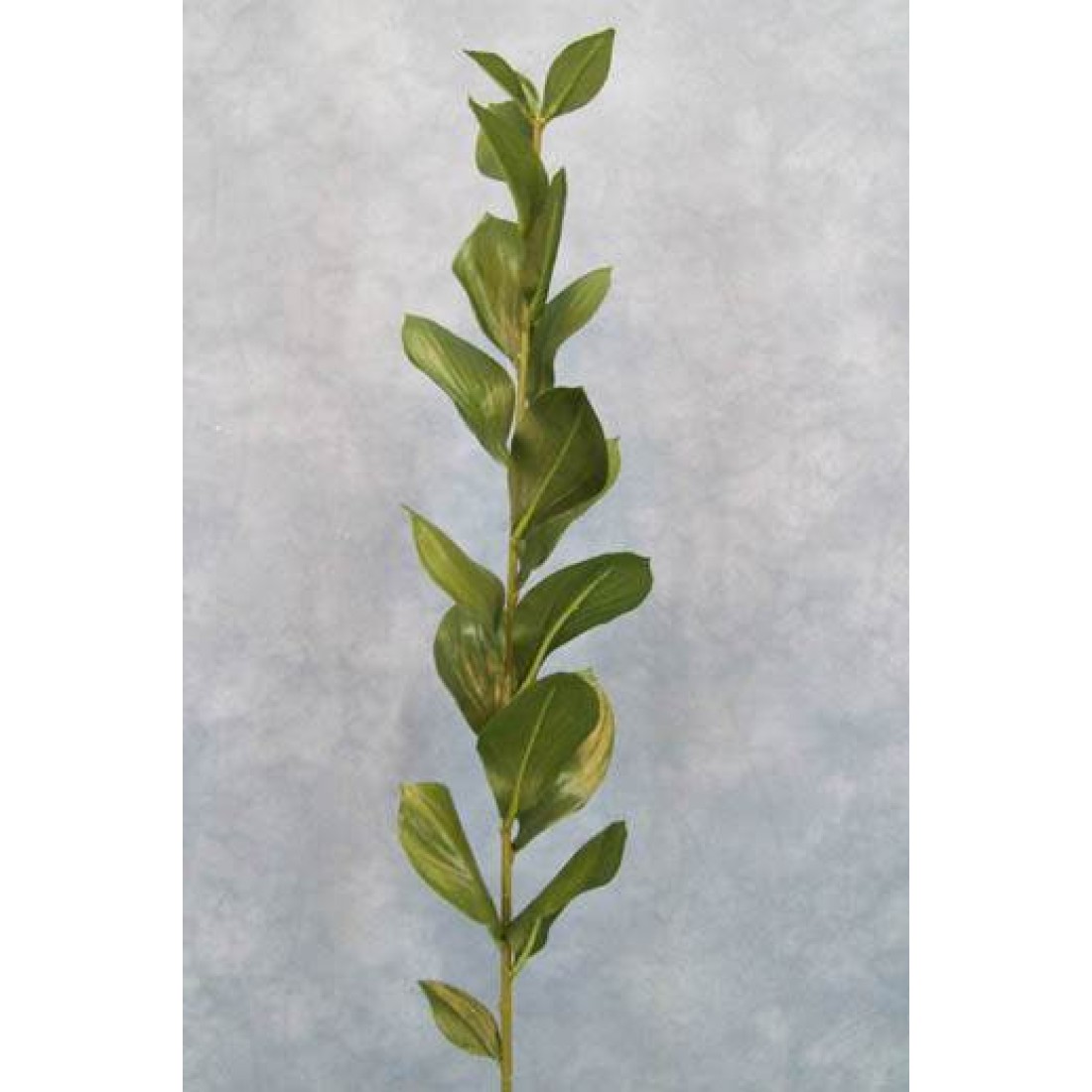 Artificial Ruscus | Artificial Greenery