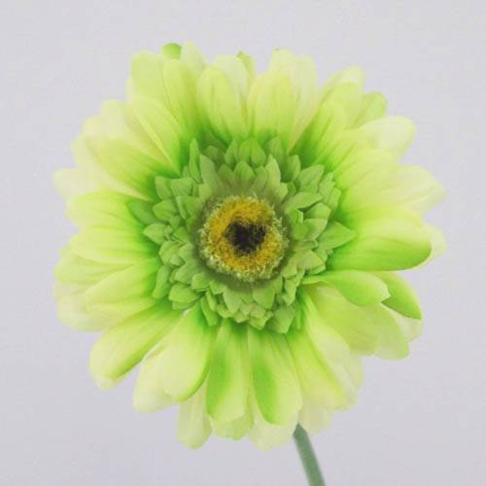Silk Gerbera Lime Green 65cm | Artificial Flowers