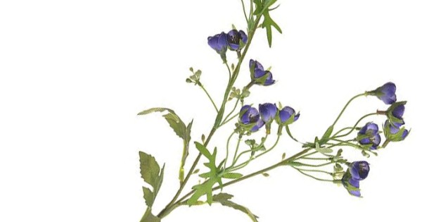 Artificial Buttercups Purple 63cm | Artificial Flowers