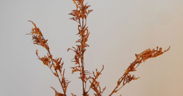 Artificial Limonium Orange | Artificial Flowers