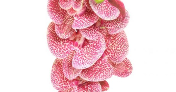 Artificial Phalaenopsis Orchid Pink Freckles 78cm | Artificial Flowers