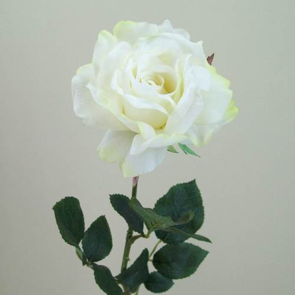 Real Touch Rose Ivory 78cm | Luxury Artificial Flowers