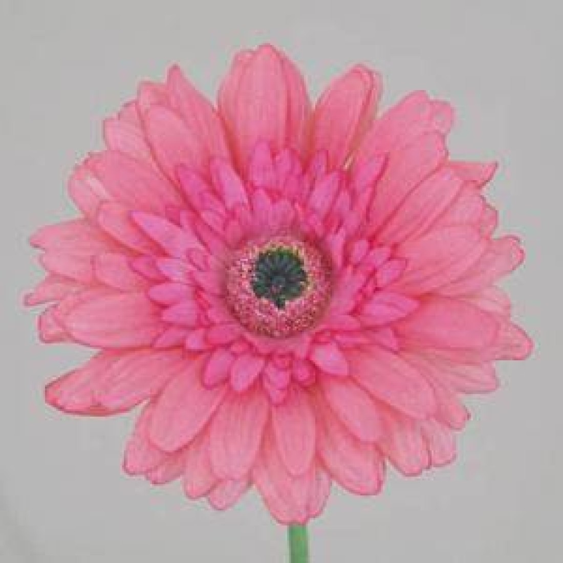 Real Touch Silk Gerbera Pink 63cm | Artificial Flowers