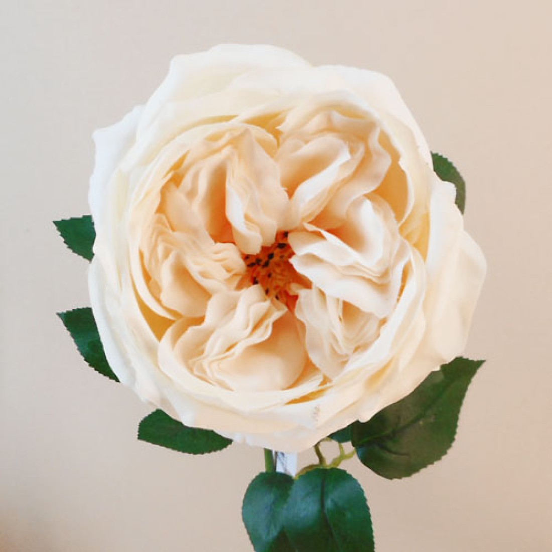 Artificial Cabbage Rose Cream 60cm | Artificial Flowers