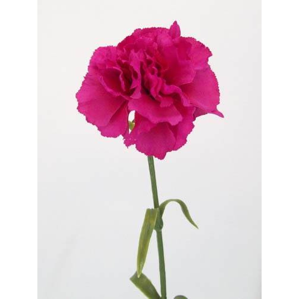 Silk Carnation Cerise Pink 60cm | Artificial Flowers