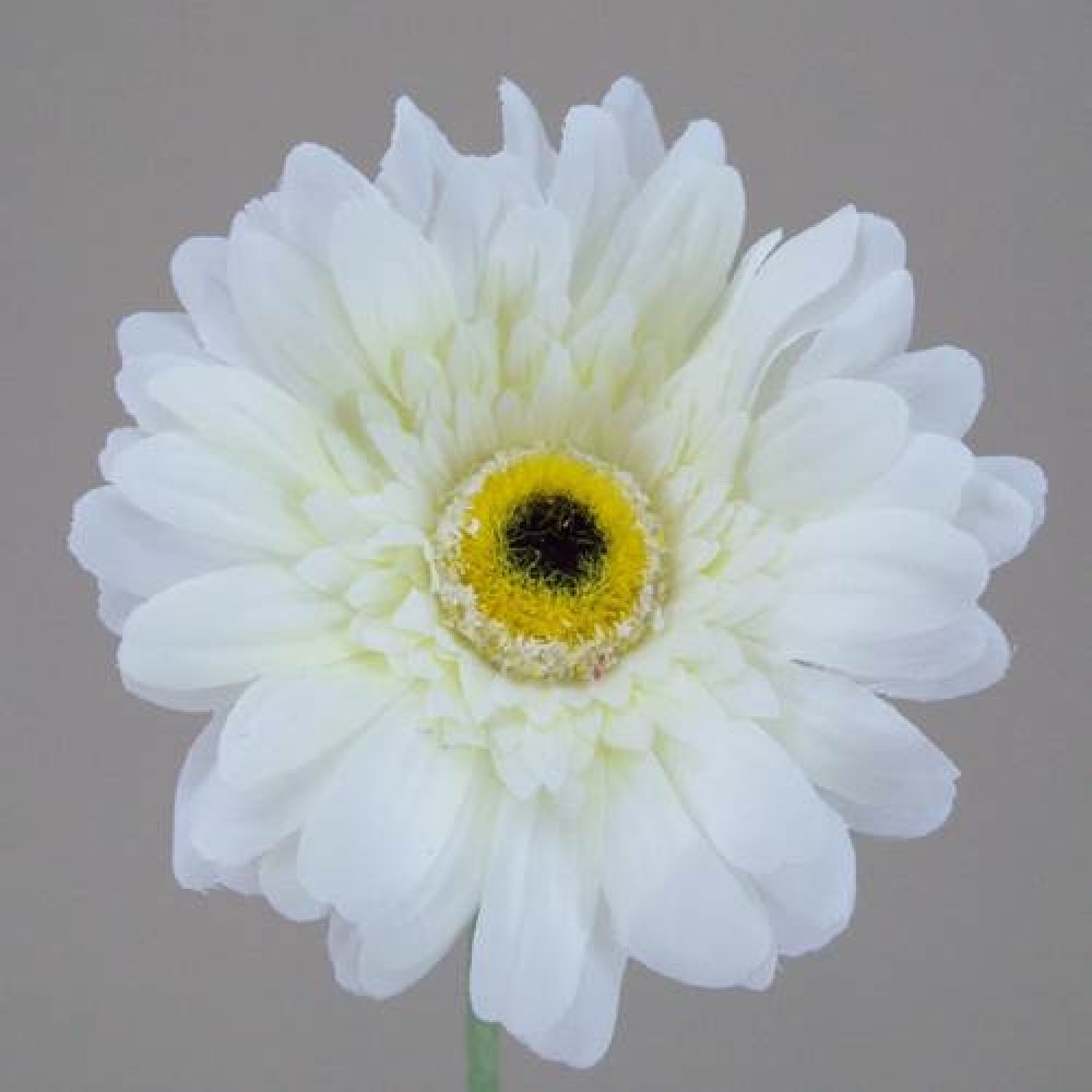 Silk Gerbera Ivory 65cm | Artificial Flowers