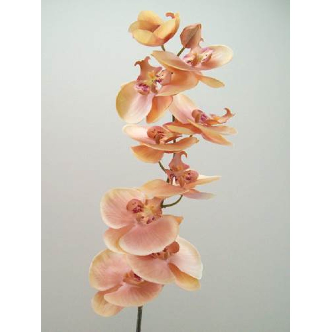 Phalaenopsis Orchids Champagne Peach 92cm | Artificial Flowers