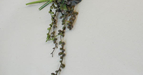 Trailing Succulents Bundle Green | Artificial Succulents
